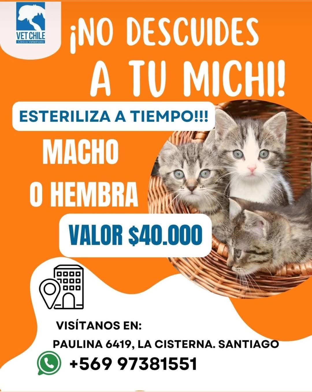ESTERILIZACIÓN FELINA SOLO DIAS JUEVES EN VETERINARIA FELINOS MACHOS A ...